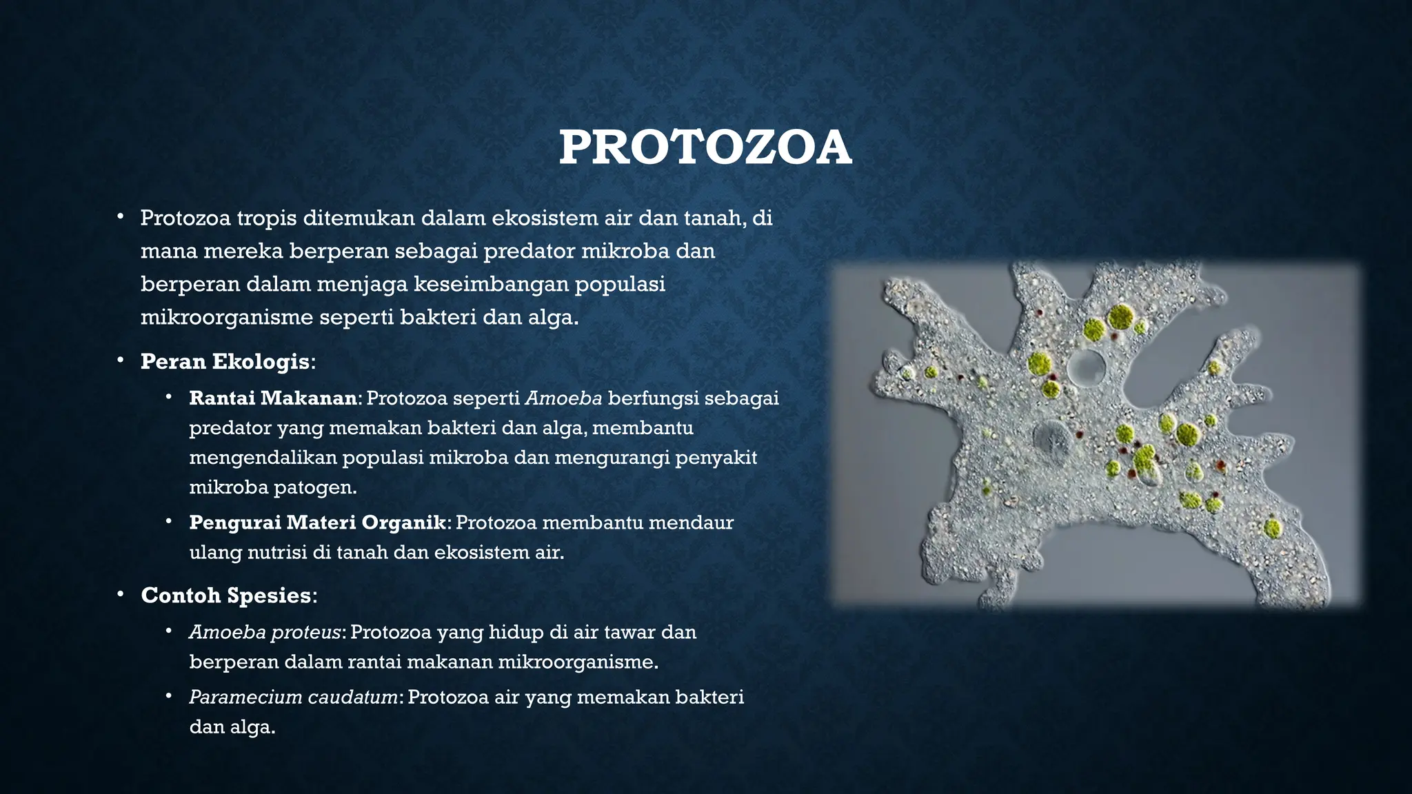 Klasifikasi Mikroorganisme Potensial Tropis.pptx