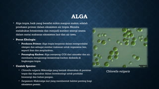 Klasifikasi Mikroorganisme Potensial Tropis.pptx