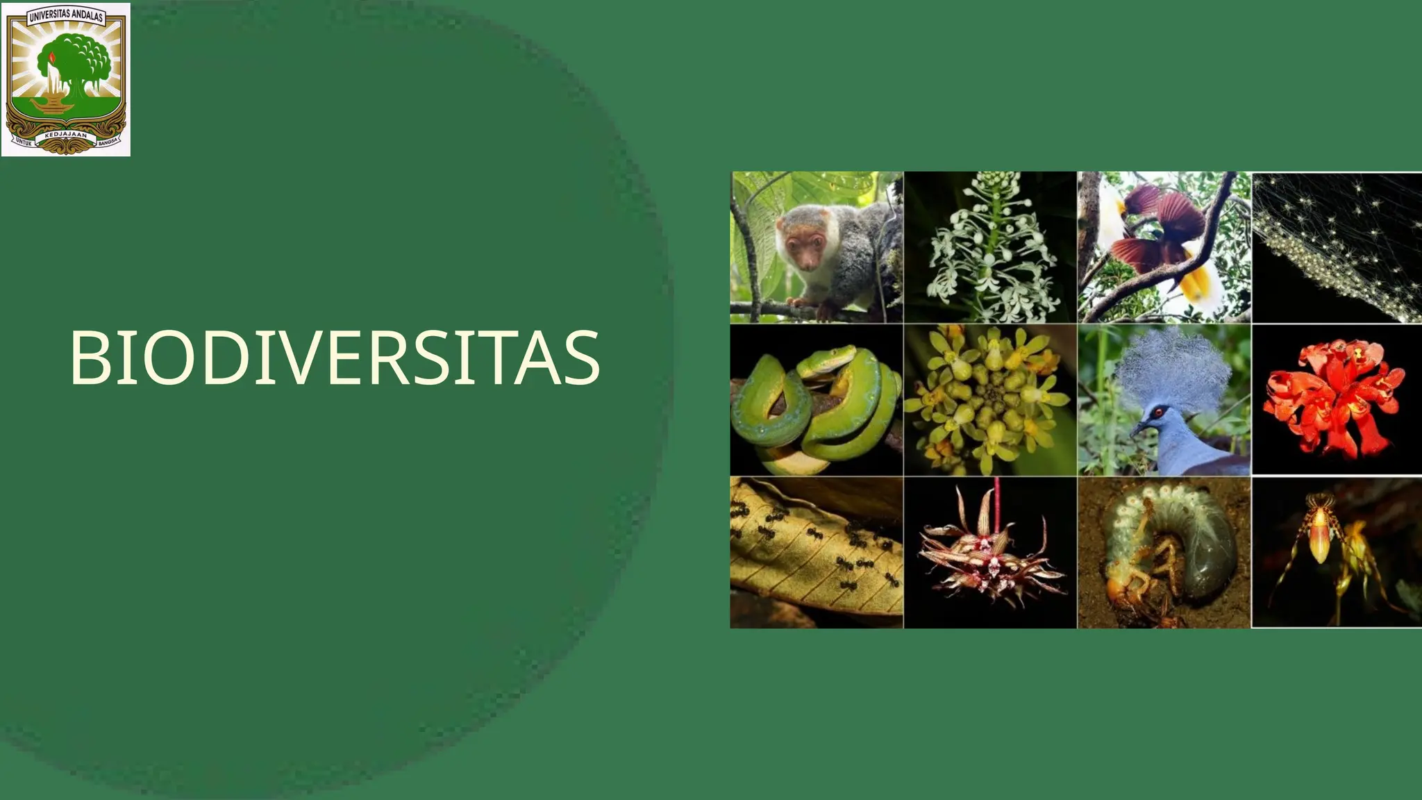 Klasifikasi organisme, Biodiversitas, Evolusi_Helvi Maudy Saswita.pptx