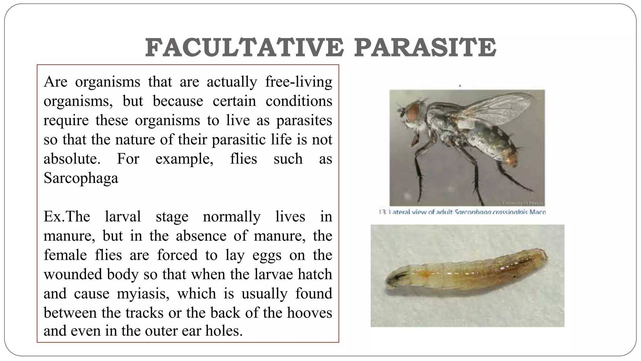 Klasifikasi Parasit | PPTX