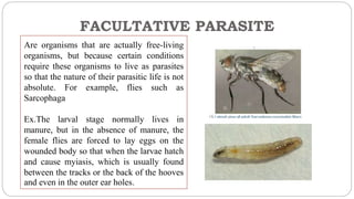 Klasifikasi Parasit | PPT