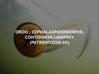 Klasifikasi pisces | PPTX