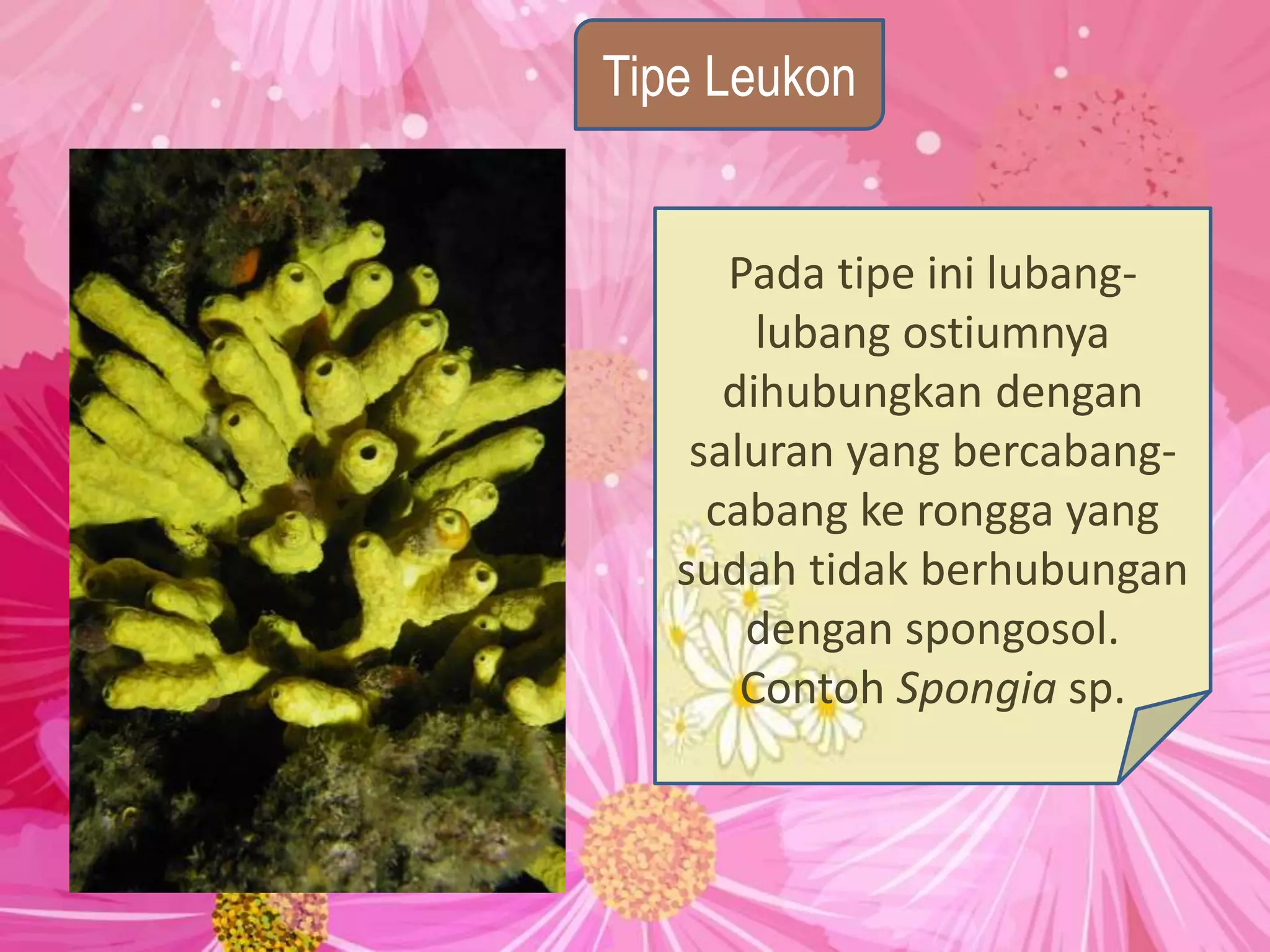 Klasifikasi porifera | PPTX