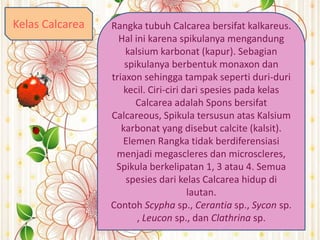 Klasifikasi porifera | PPTX