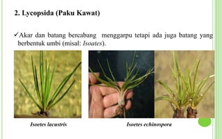 Klasifikasi Pteridophyta.pptx