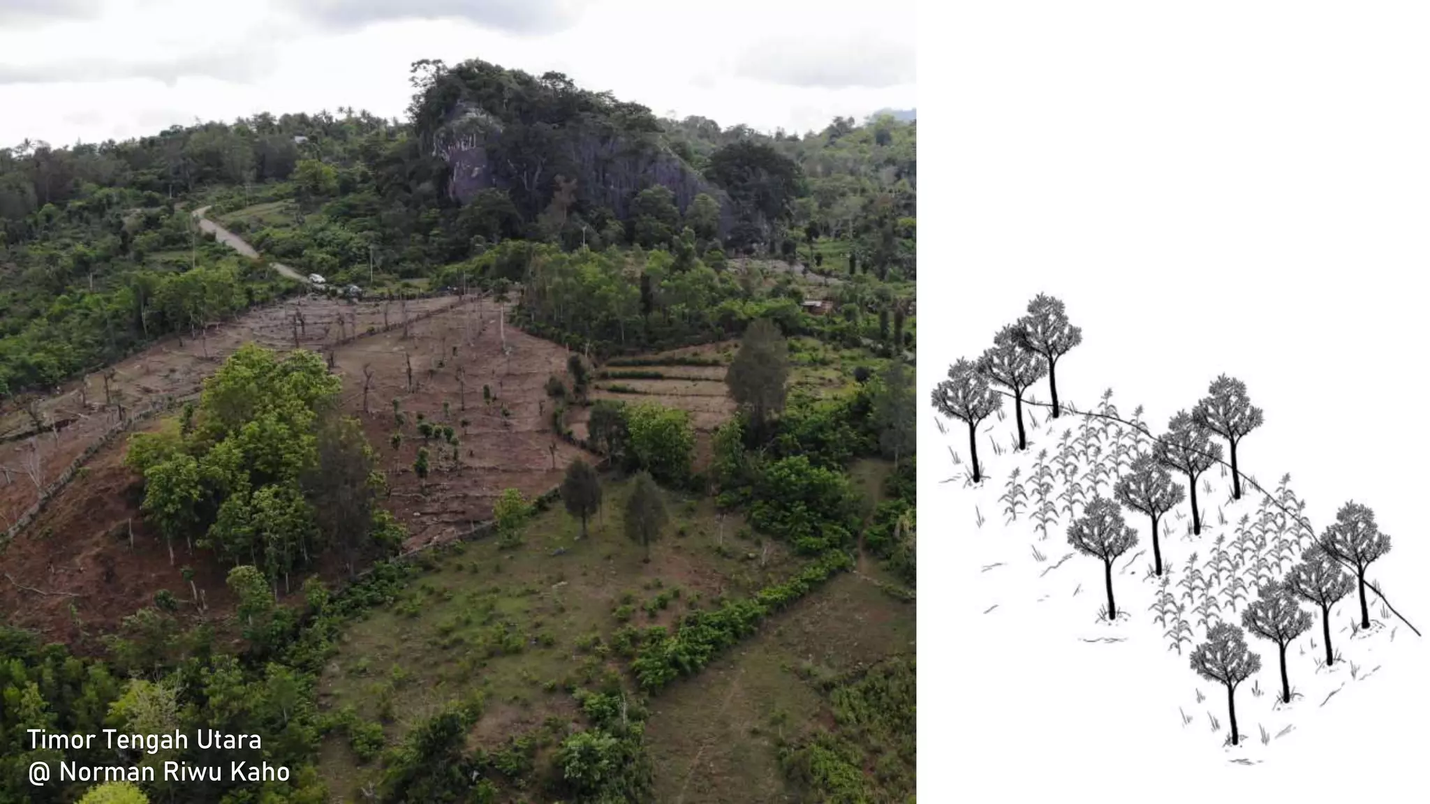 Klasifikasi Sistem Agroforestry.pdf