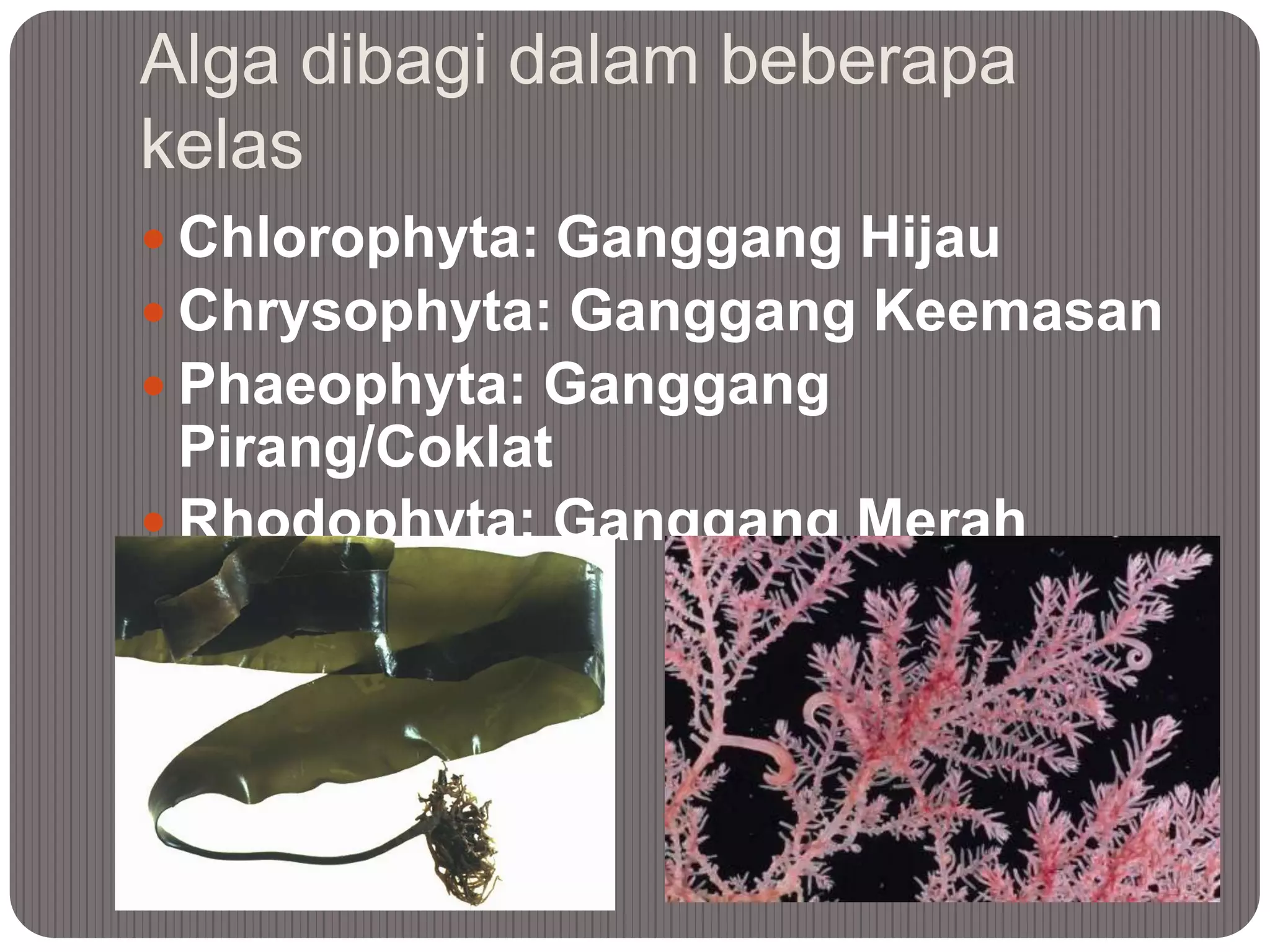 Klasifikasi tumbuhan | PPTX