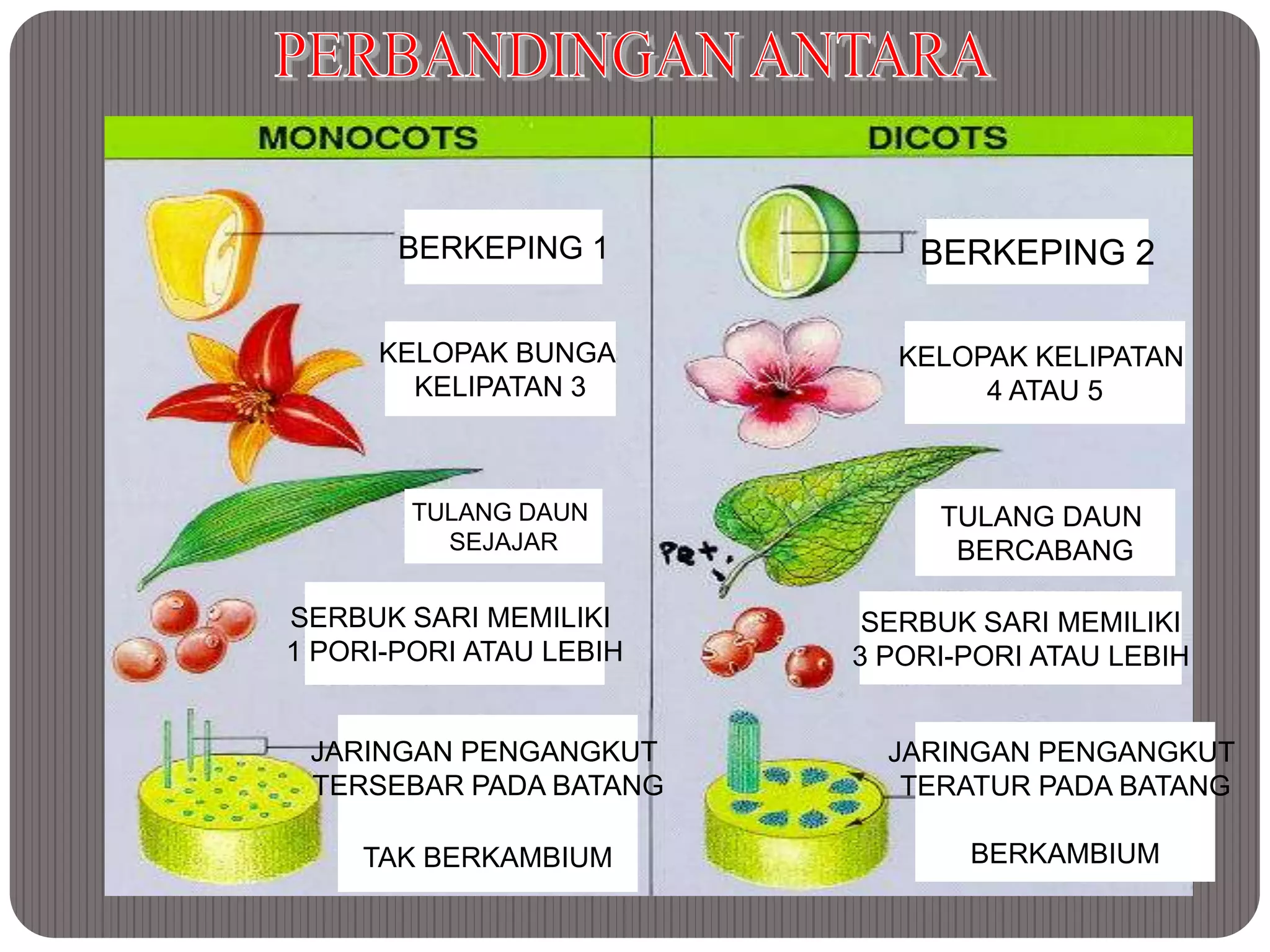 Klasifikasi tumbuhan | PPTX