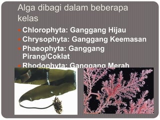Klasifikasi tumbuhan | PPTX