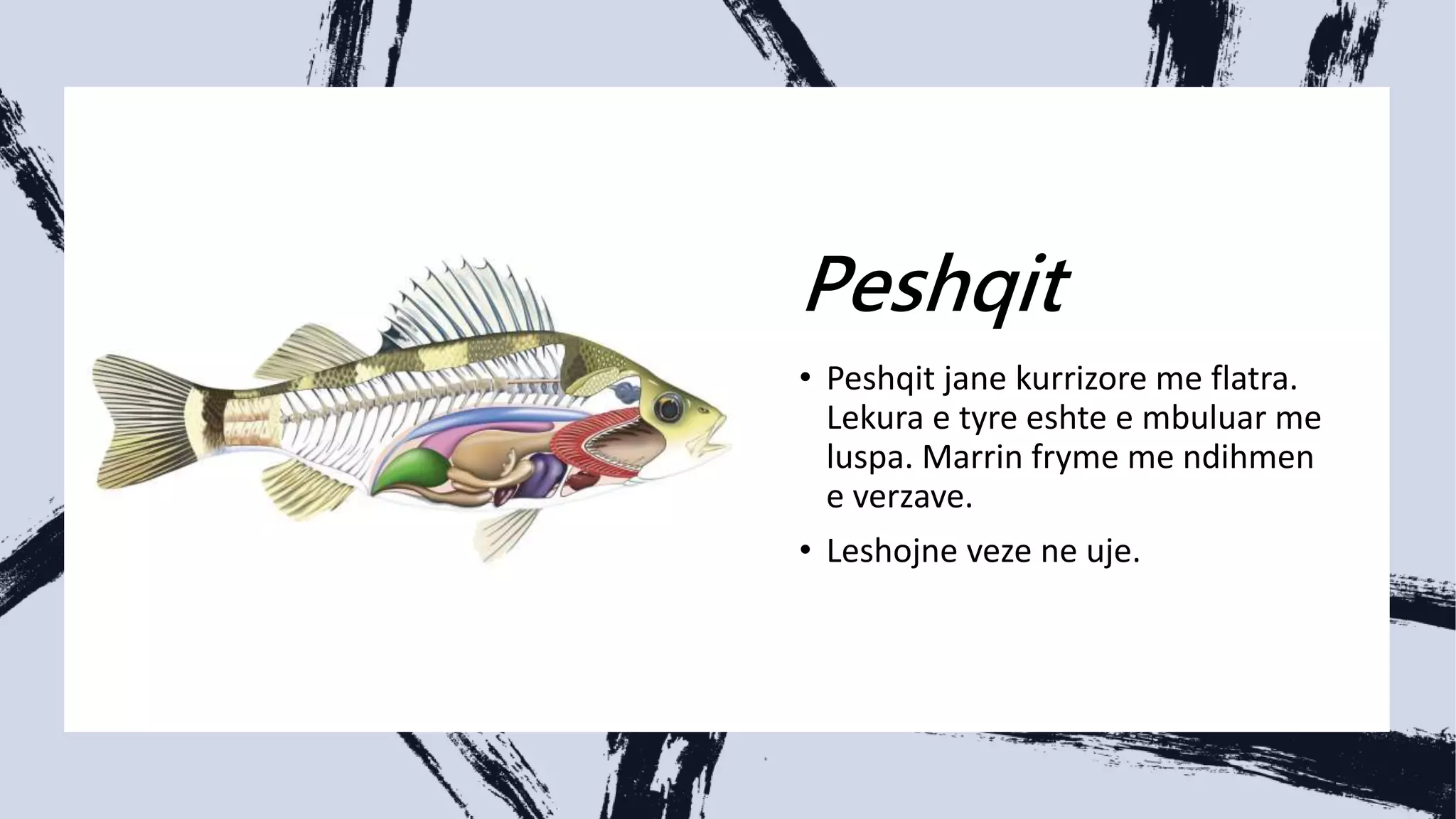 Klasifikimi I Kurrizoreve.pptx