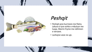 Klasifikimi I Kurrizoreve.pptx