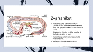 Klasifikimi I Kurrizoreve.pptx