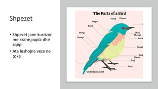 Klasifikimi I Kurrizoreve.pptx