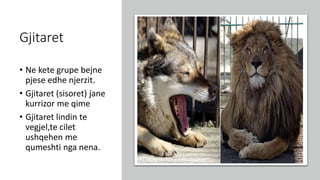 Klasifikimi I Kurrizoreve.pptx