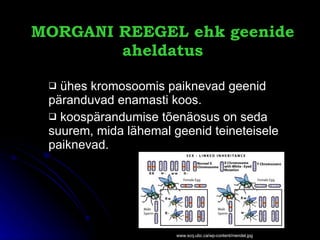 Klassikaline Geneetika | PPT