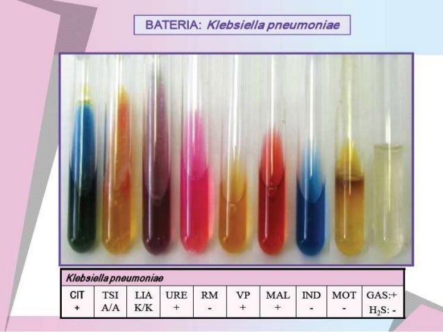 KLEBSIELLA NEUMONIAE