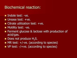 Klebsiella Dr. Mahadi ppt | PPT