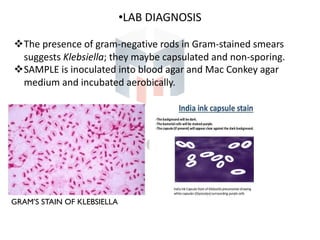 Klebsiella Pneumoniae Gram Stain Morphology