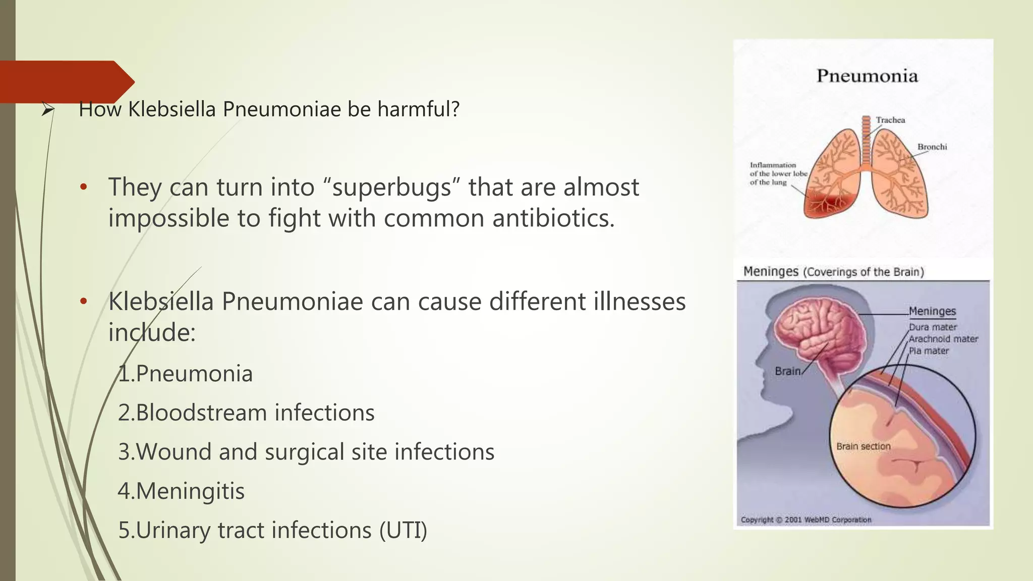 Klebsiella Pneumoniae CH.U | PPTX
