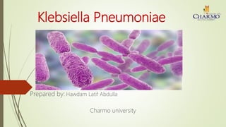 Klebsiella Pneumoniae CH.U | PPTX