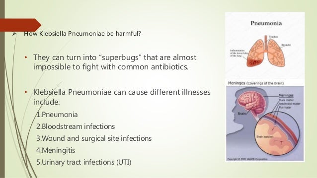 Klebsiella Pneumoniae CH.U