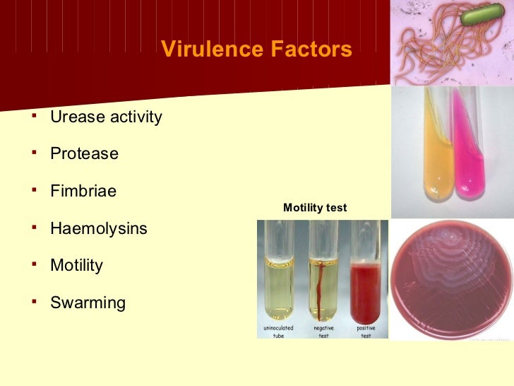 Klebsiella+proteus+uti