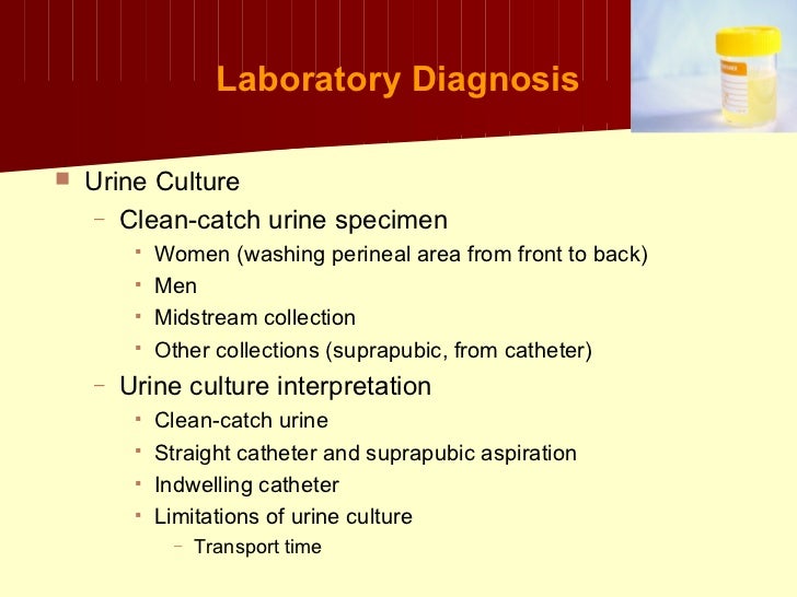 Klebsiella+proteus+uti