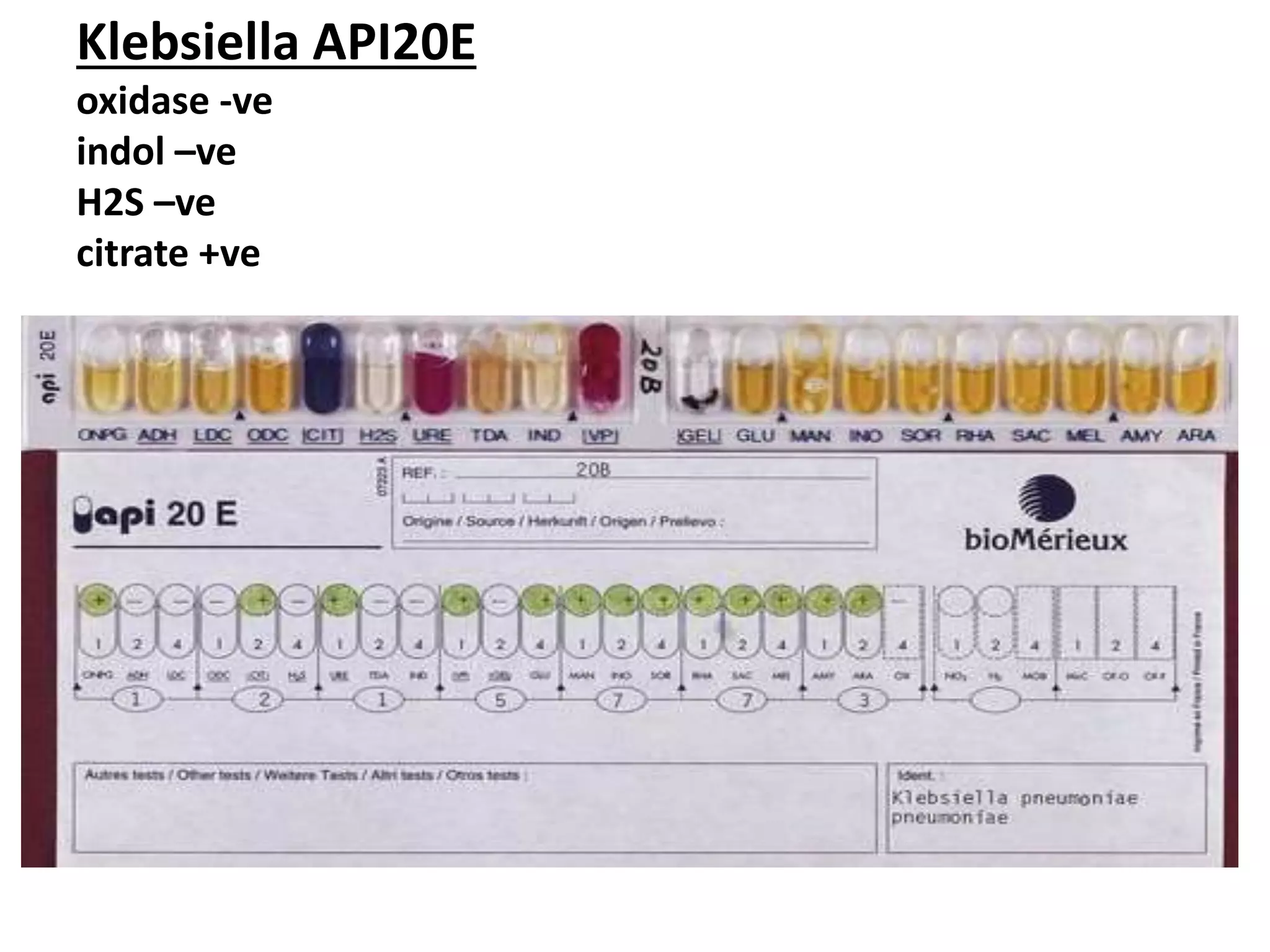 Klebsiella spp | PPTX