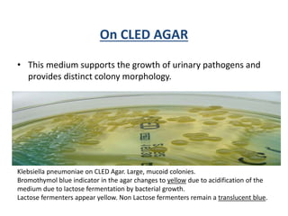 Klebsiella spp | PPTX