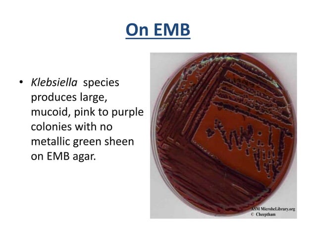 Klebsiella spp | PPT