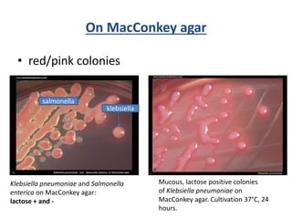 Klebsiella Pneumoniae On Macconkey Agar