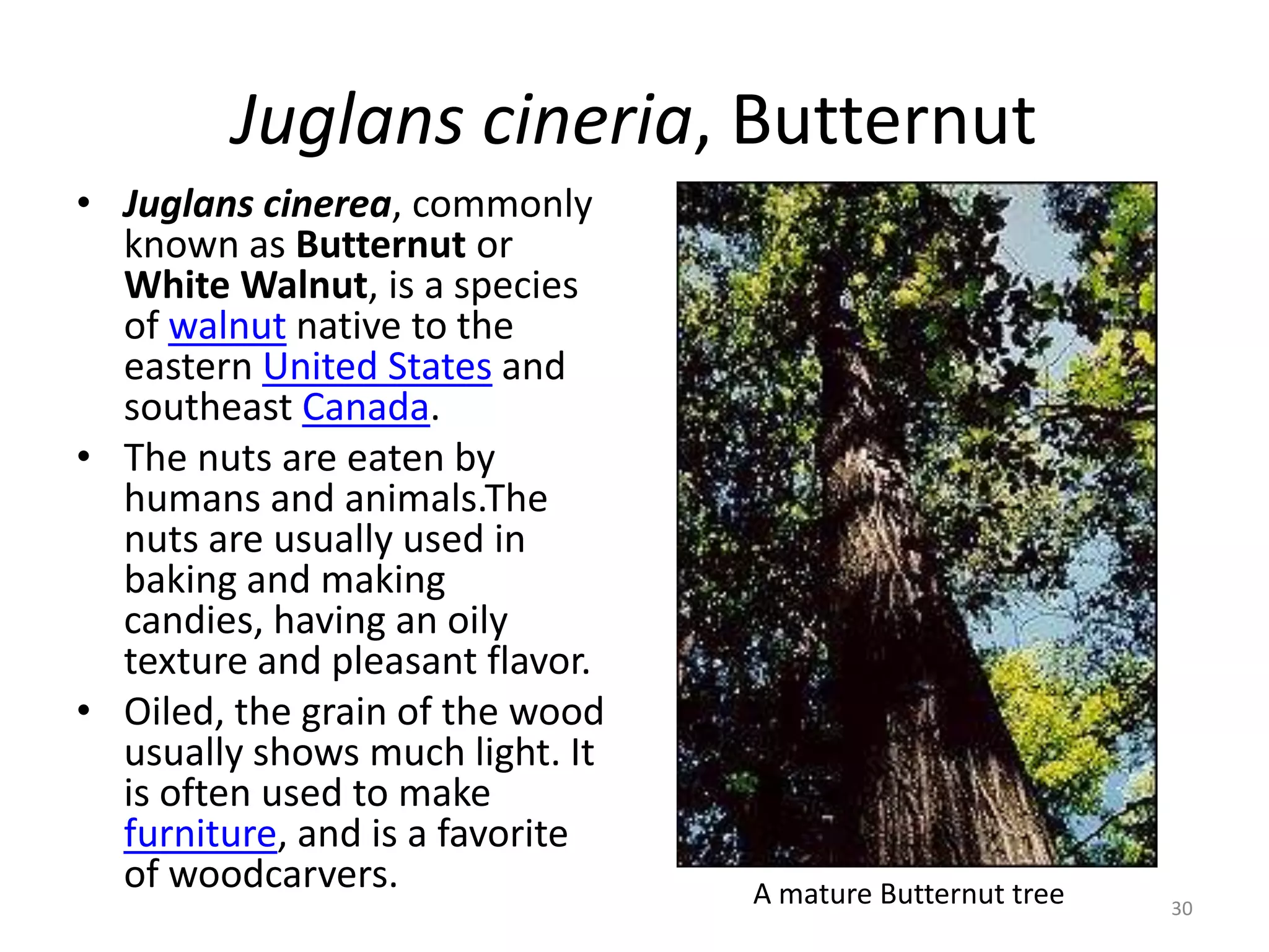 Klehm Arboretum Trees and Woody Plants | PPTX | Woodworking | Arts and ...