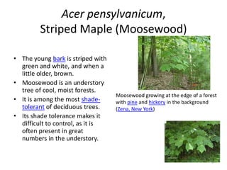 Klehm Arboretum Trees and Woody Plants | PPTX