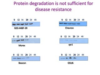 rpg1-mediated Durable Stem Rust Resistance: Mechanisms of action | PPT