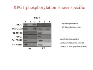 rpg1-mediated Durable Stem Rust Resistance: Mechanisms of action | PPT