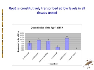rpg1-mediated Durable Stem Rust Resistance: Mechanisms of action | PPT