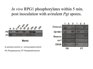 rpg1-mediated Durable Stem Rust Resistance: Mechanisms of action | PPT