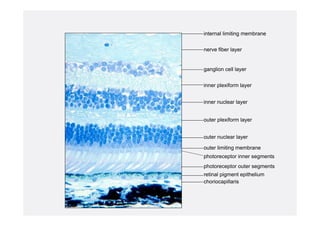 İnterpretation of optic coherence tomography images | PDF
