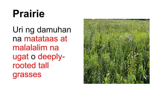 Klima at Behetasyon o Vegetation Cover ng Asya.pptx