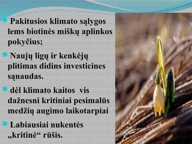 Klimato kaita | PPT