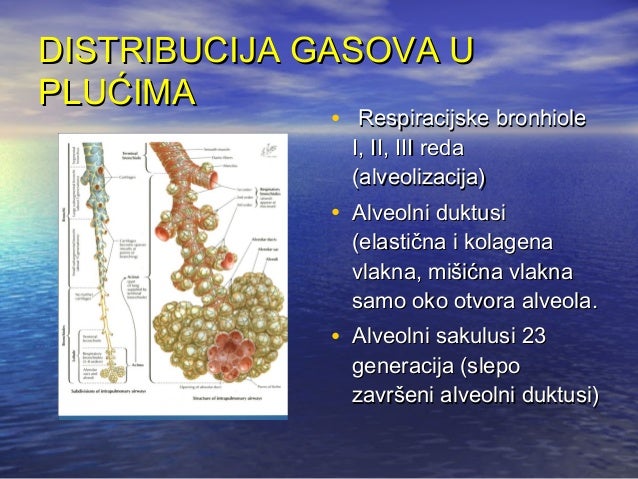 Klinicka fiziologija pluca