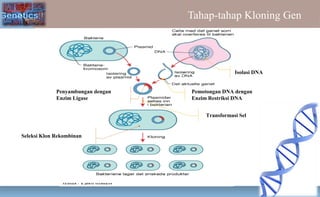 Kloning Gen | PPT