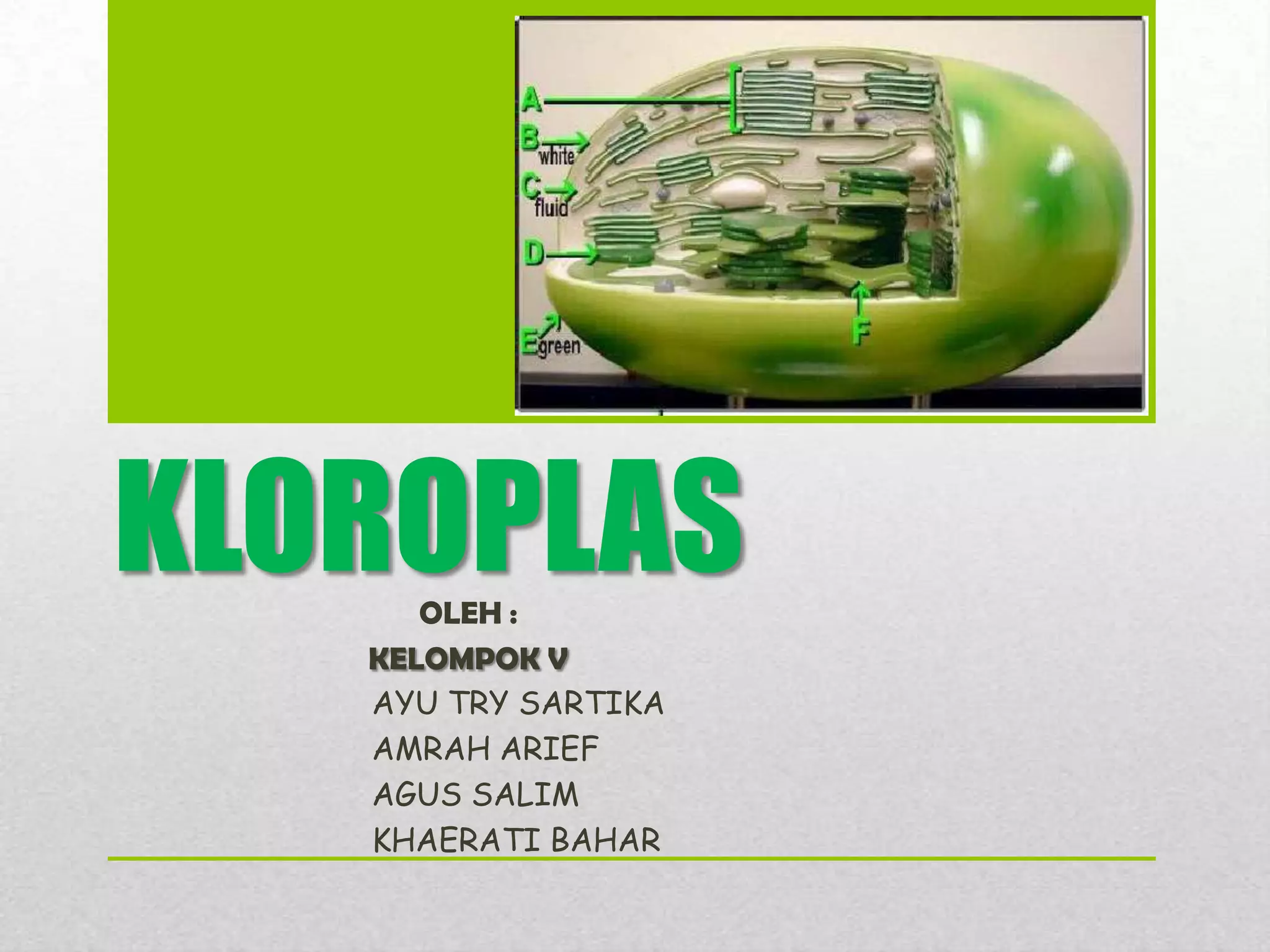 Kloroplas | PPTX