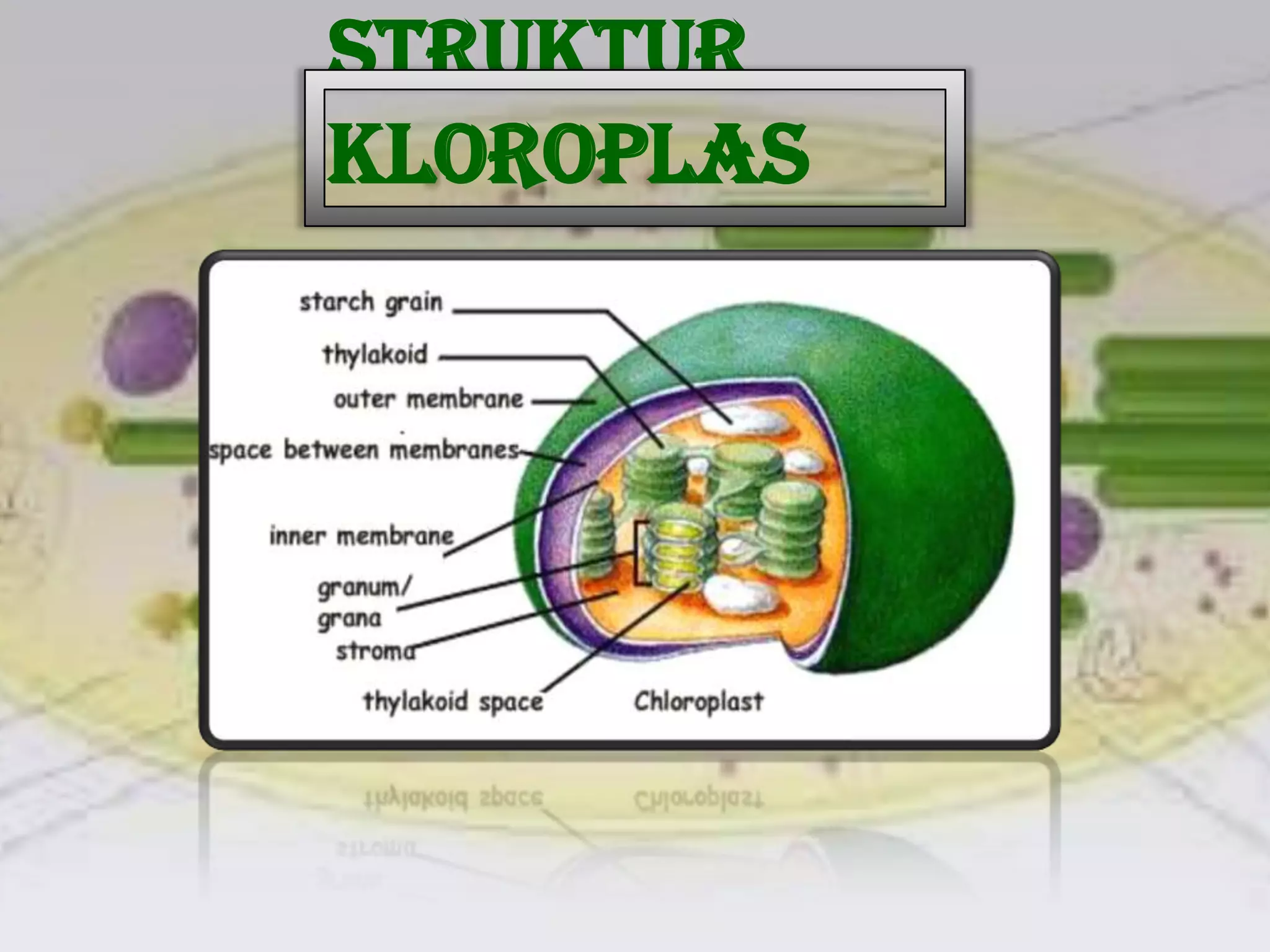 Kloroplas | PPTX