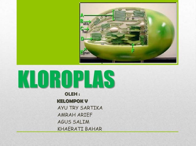 Kloroplas | PPTX
