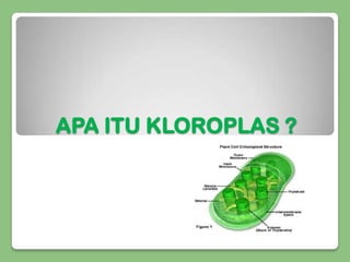 Kloroplas | PPTX