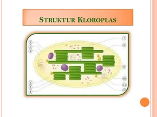 Kloroplas | PPTX