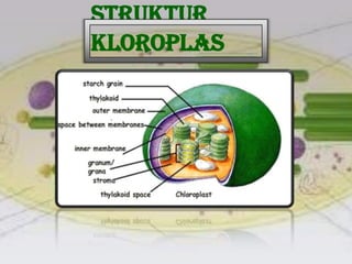 Kloroplas | PPTX