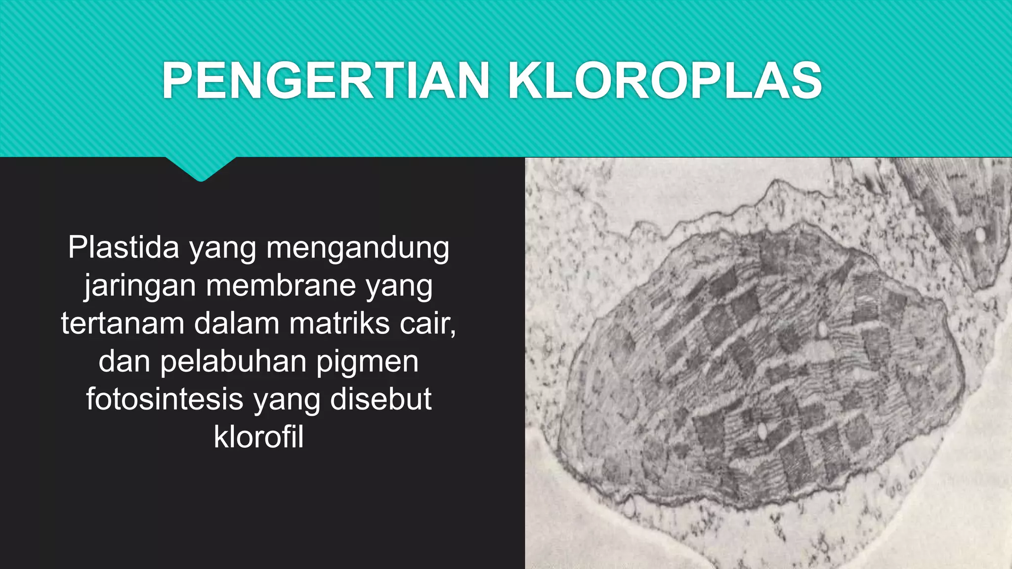 Biologi : Kloroplas | PPTX