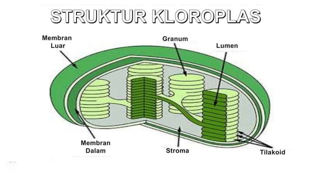 Biologi : Kloroplas | PPTX